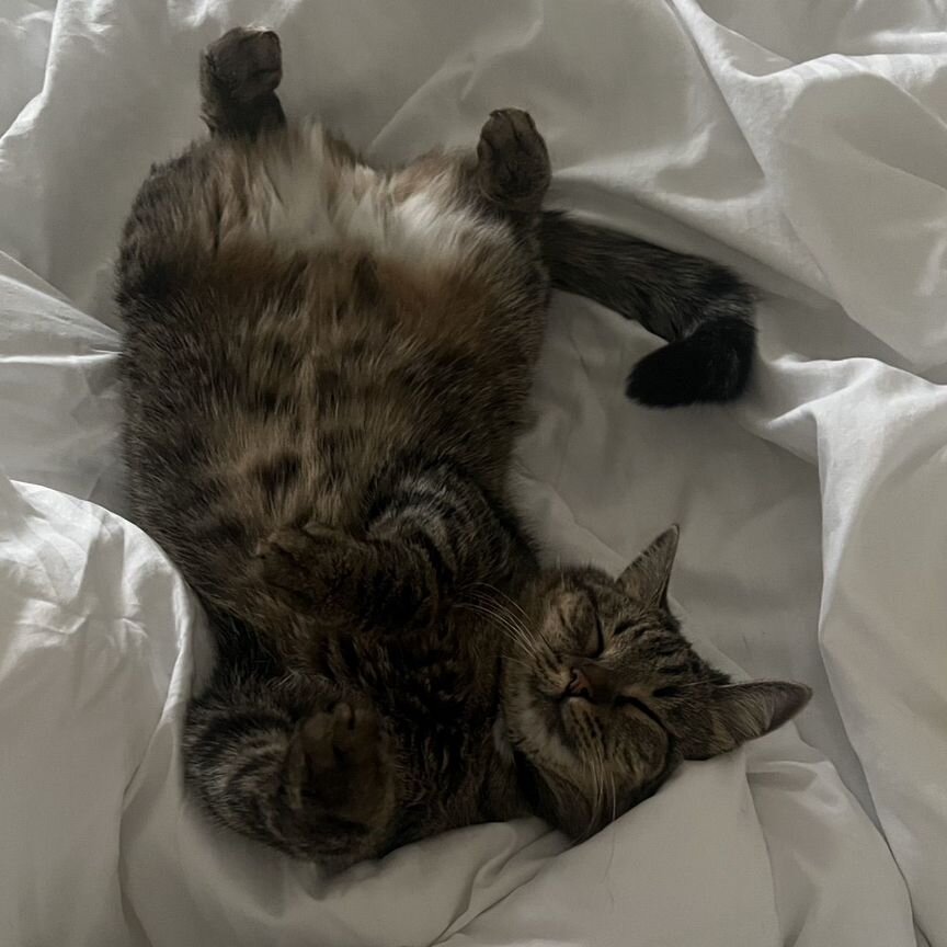 Кот Катарсис сбежал