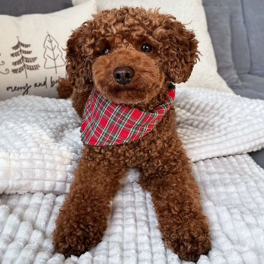 Той-пудель, щенок