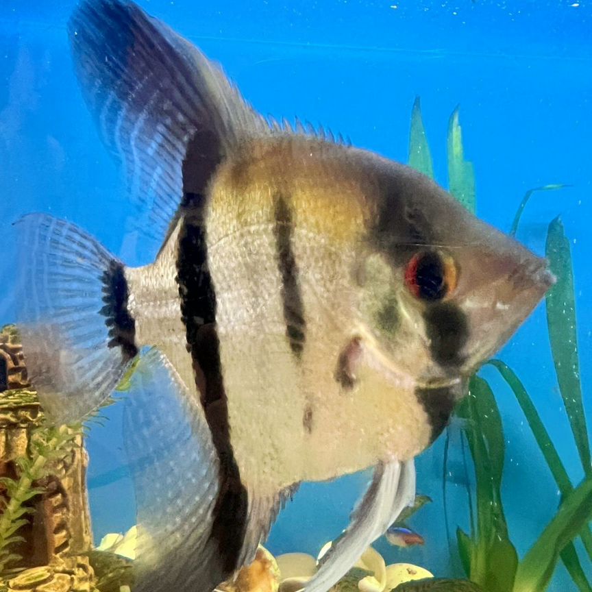 Взрослый самец Скалярии