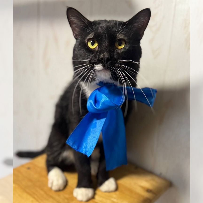 Взрослый кот в добрые руки