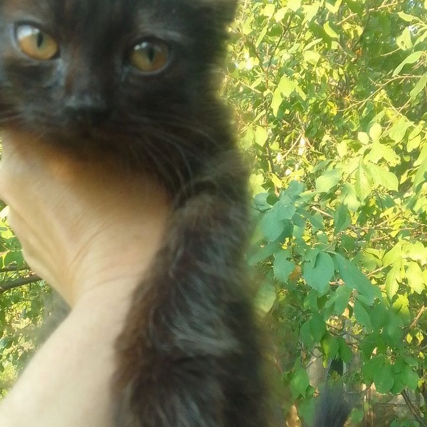 Котики домашние ручные лапочки