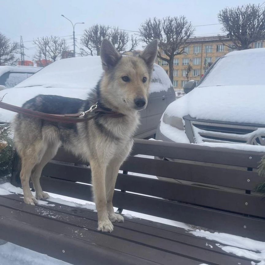 Собака в добрую семью