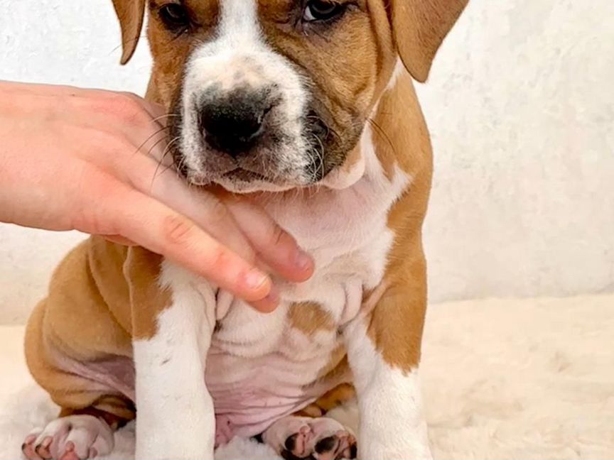 Мощный кобель амстаффа. РКФ