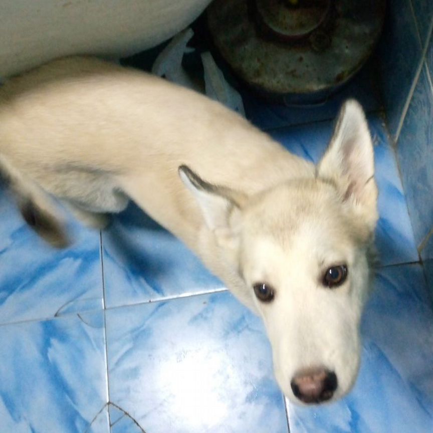 Отдам бесплатно собаку