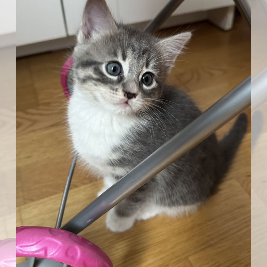 Котёнок в добрые руки