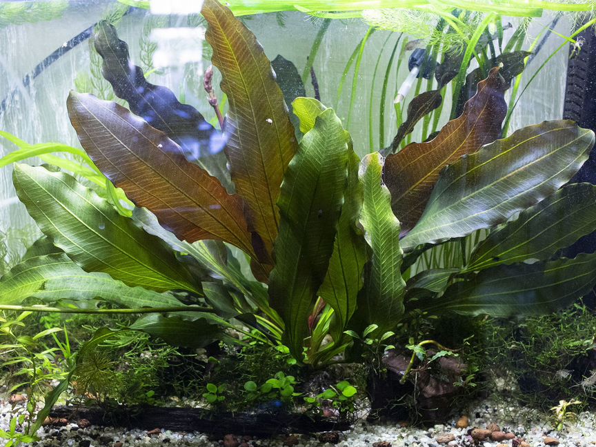 Эхинодорус Магрибинец