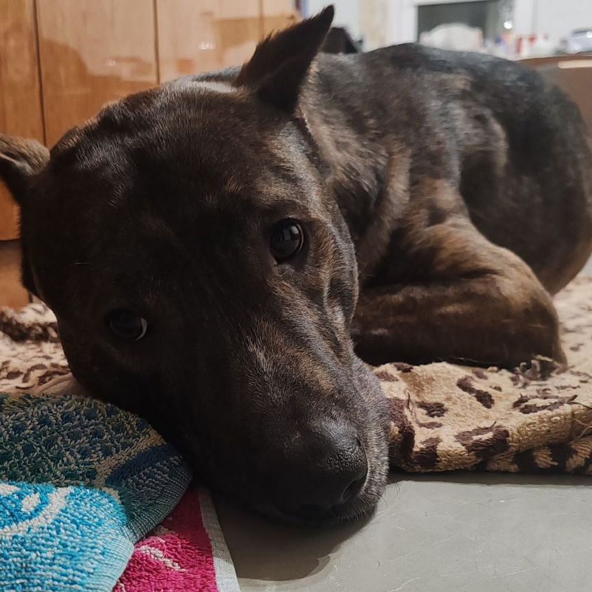 Американский стаффордширский терьер, взрослый пёс