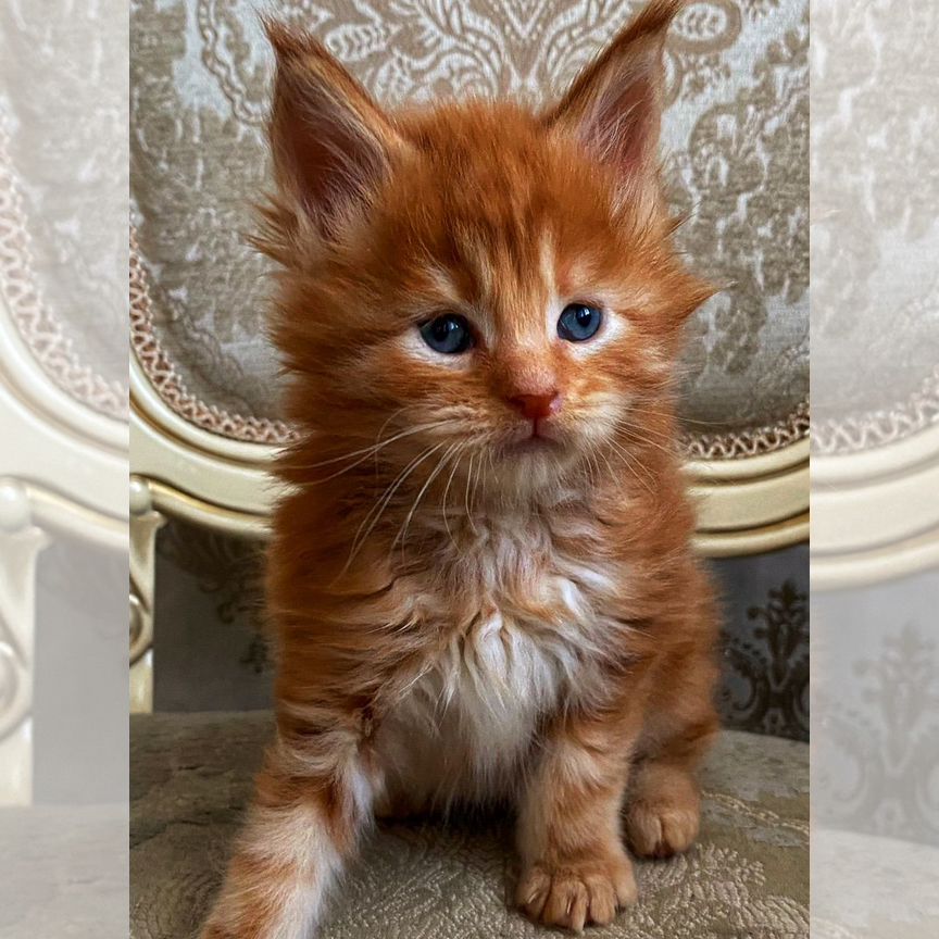 Мейн-кун котёнок