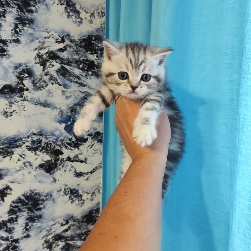 Шотландские котята
