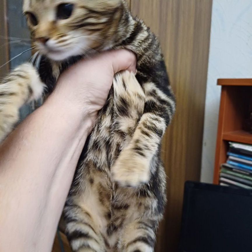 Чистокровные бенгальские разного пола