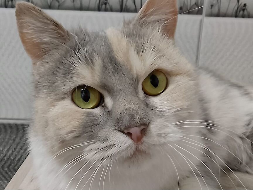 Британская кошка Мотя 2 года в добрые руки