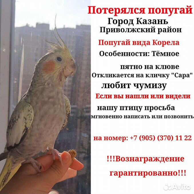 Улетел попугай