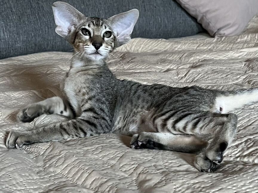Ориентальнаый котик