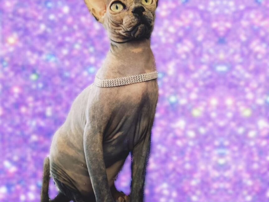 Канадская принцесса сфинкс ищет принца