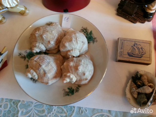 N18 Рапаны/мидии/улитки для аквариума/интерьера