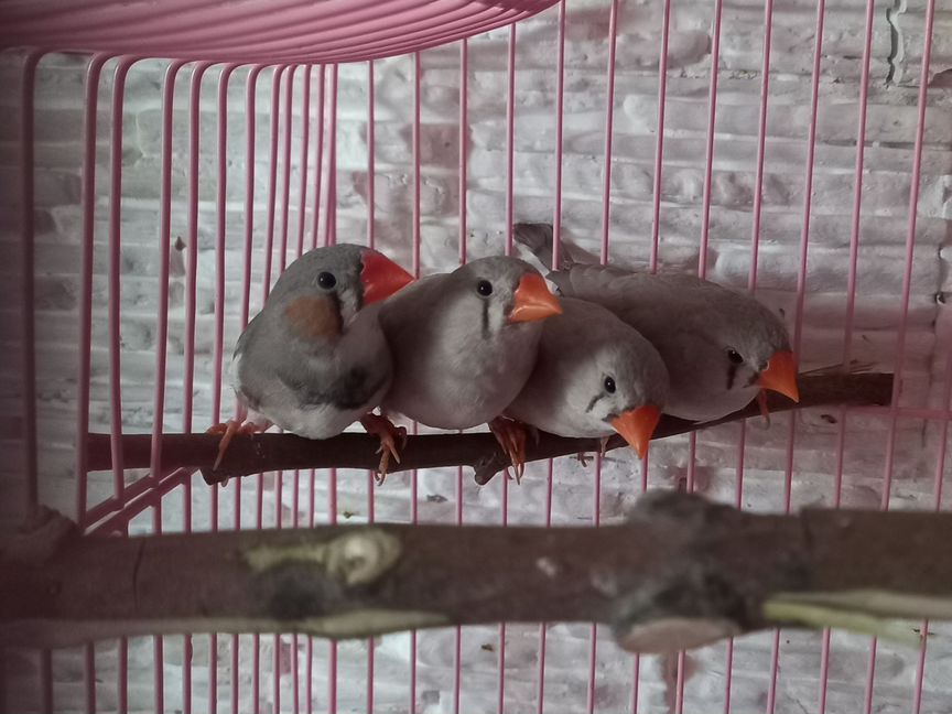 Продам птичек зебровые амадины