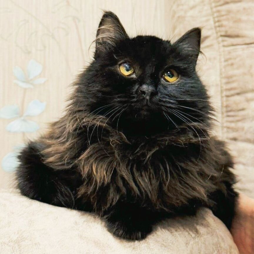 Перис ждет переезда домой. Кошка