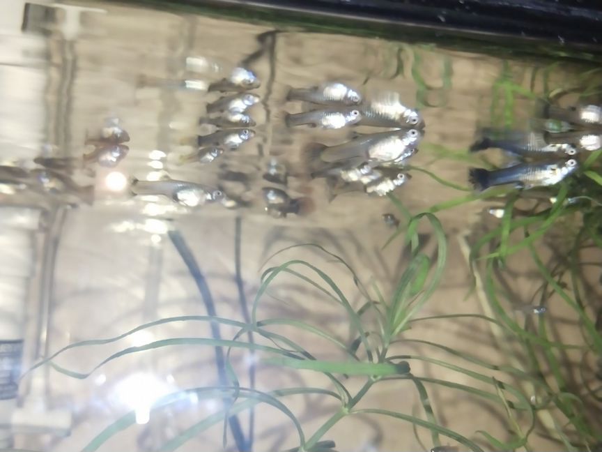 Аквариумные рыбки гуппи