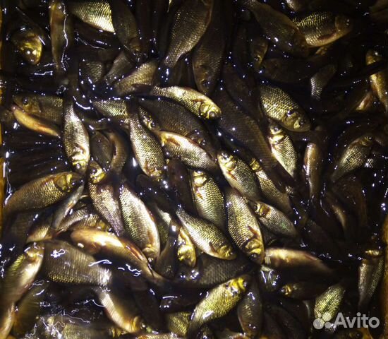 Заживление водоемов рыбой