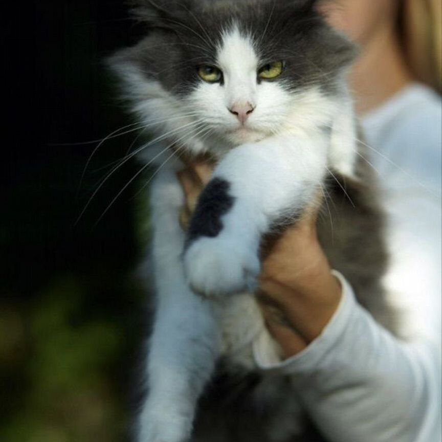 Котик Джек Воробей в семью
