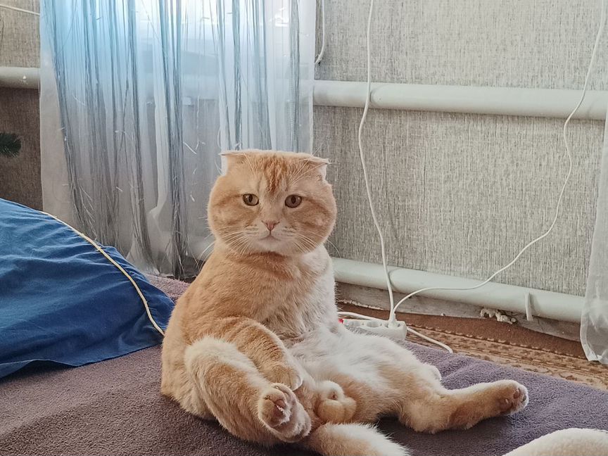 Кот шотландский рыжий