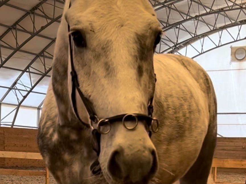 Кавессон для лошади