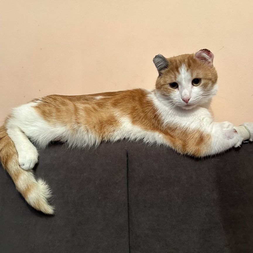 Рыжий кот
