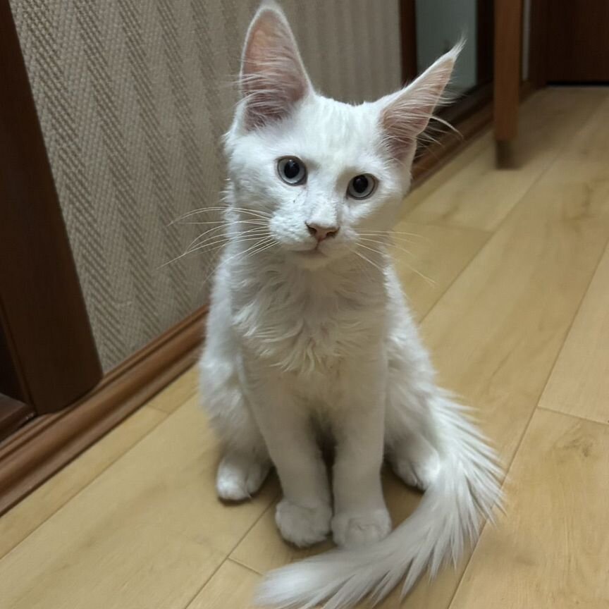 Котята мейн-кун