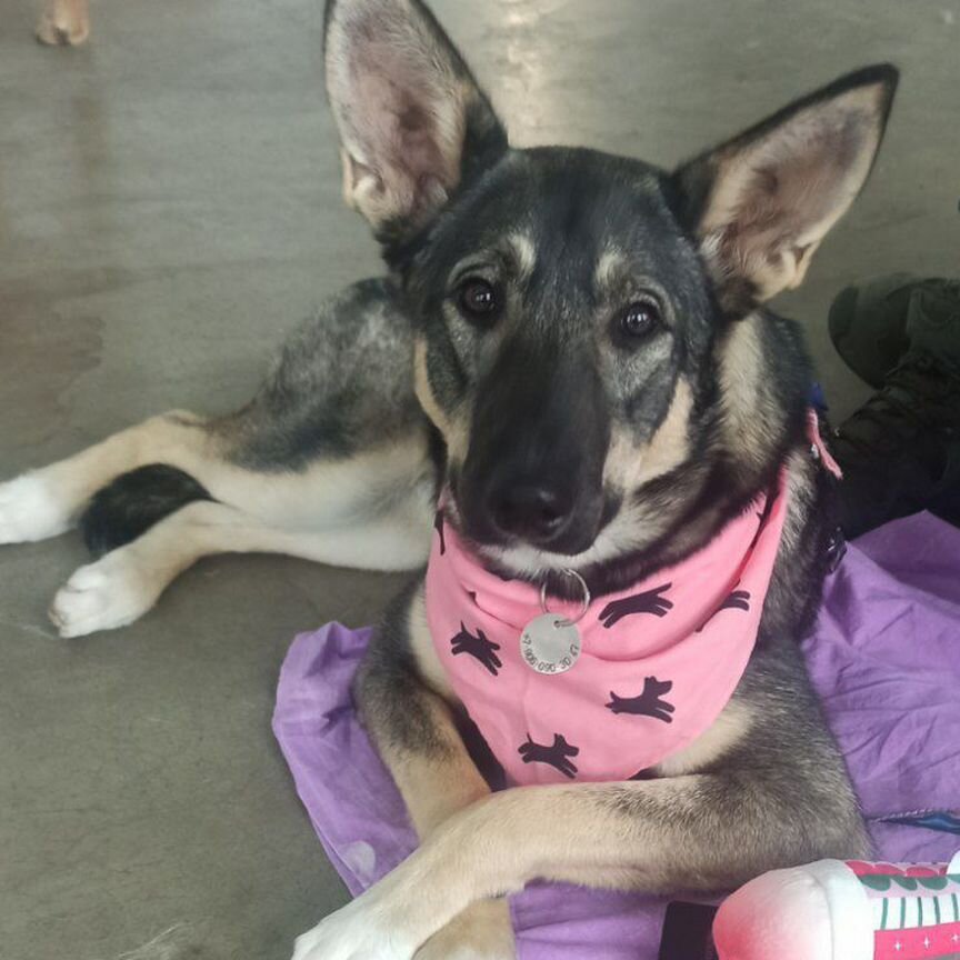 Взрослая собака в добрые руки