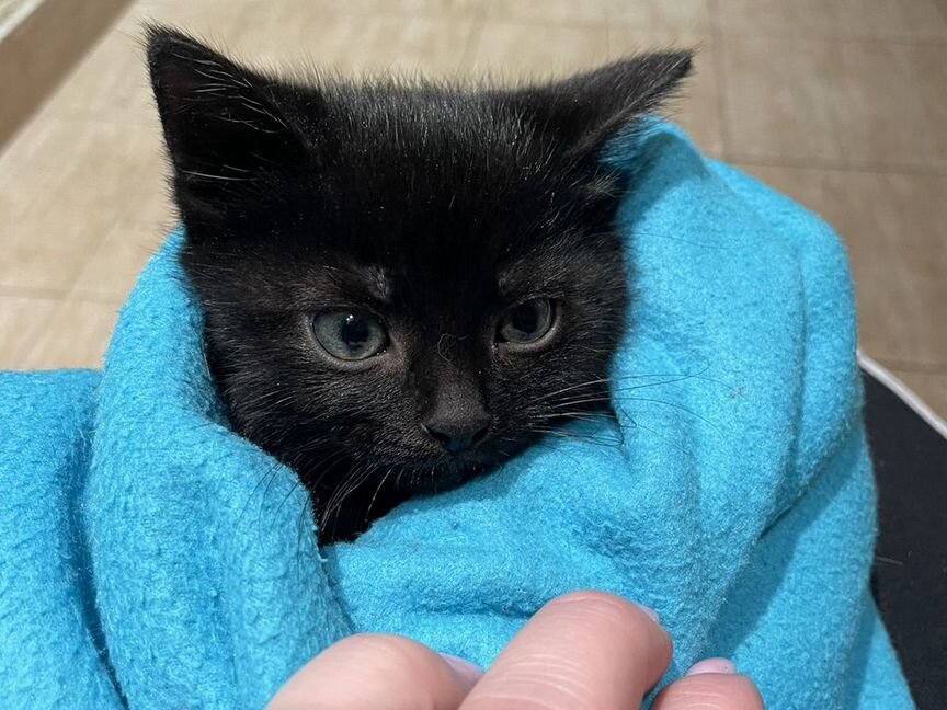 Котенок 3 месяца (девочка)