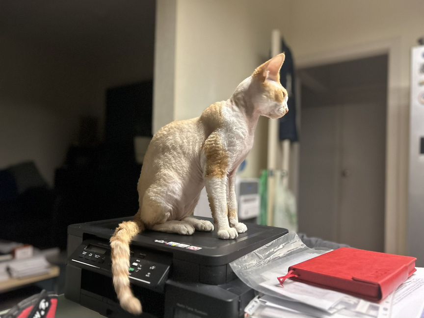 Девон-рекс вязка