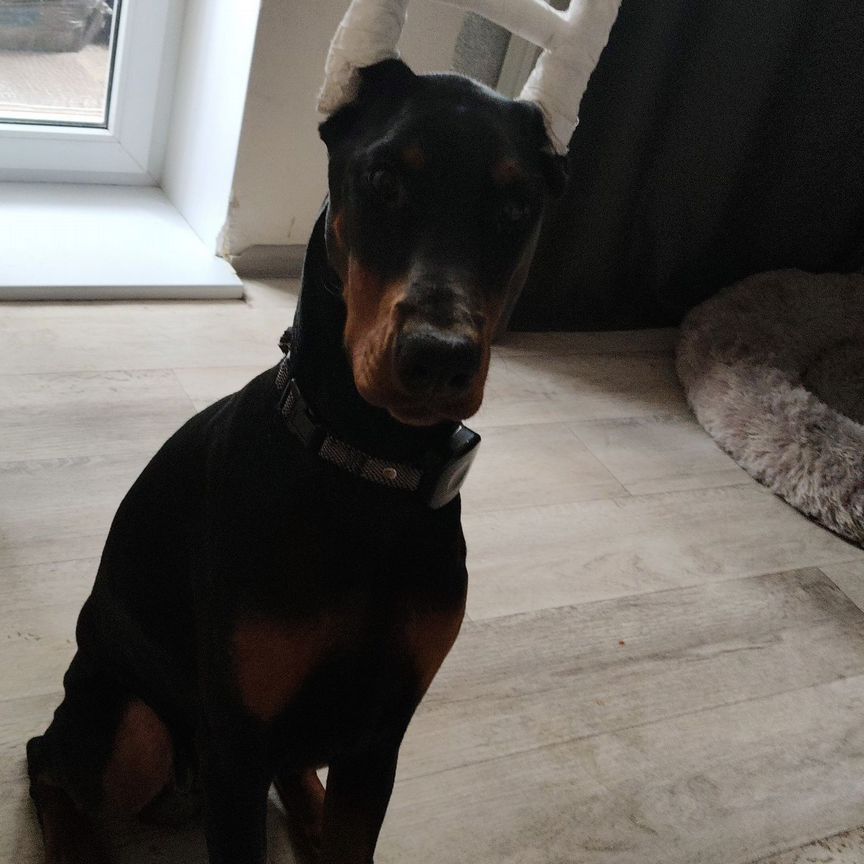 Доберман, щенок