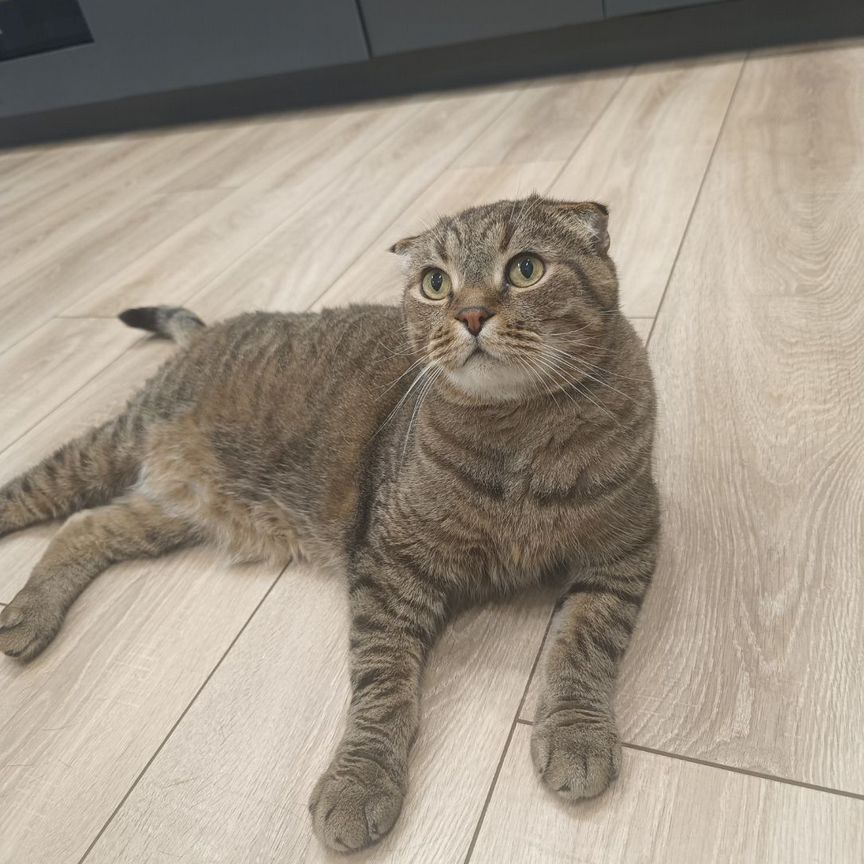 Кот