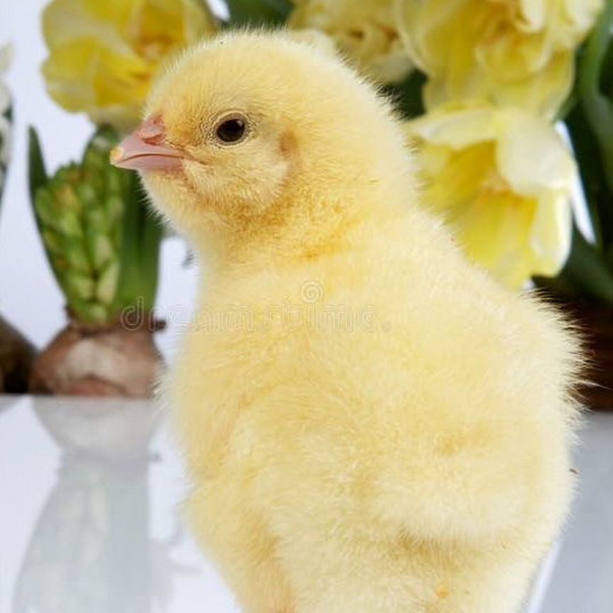 Цыплята суточные петушки