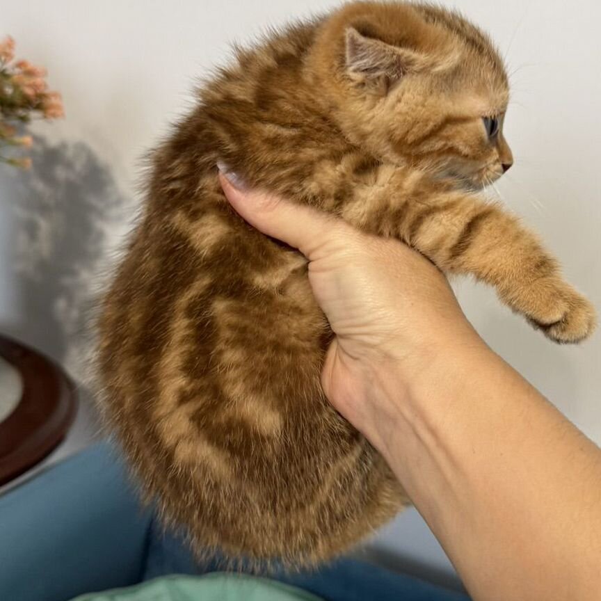 Шотландский вислоухий короткошёрстный котёнок