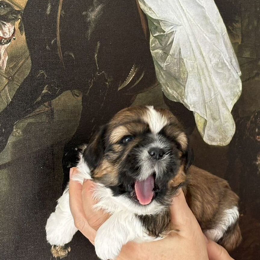 Ши-тцу, щенок
