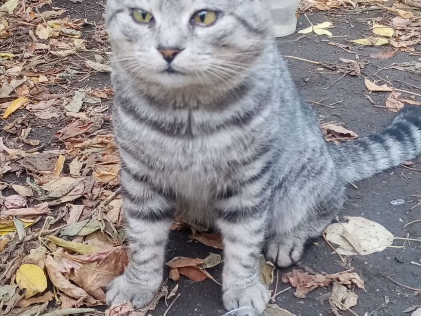 Котик