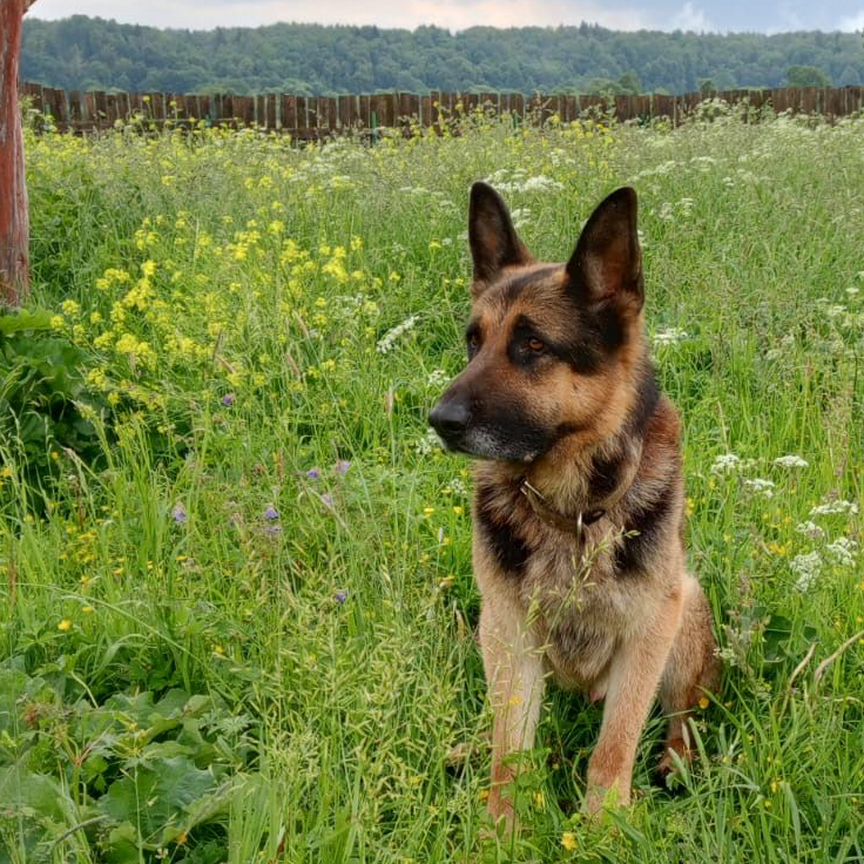 Немецкая овчарка, взрослый пёс
