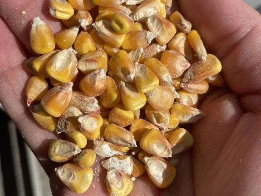 Фуражный ячмень, Соя на корм