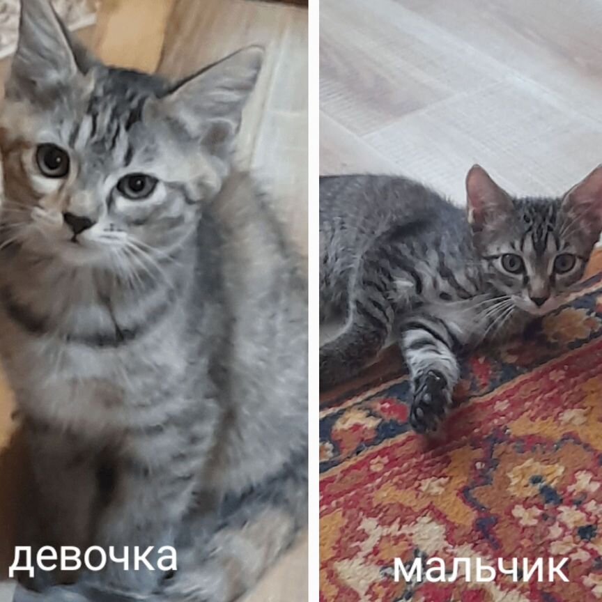 Отдам в добрые руки