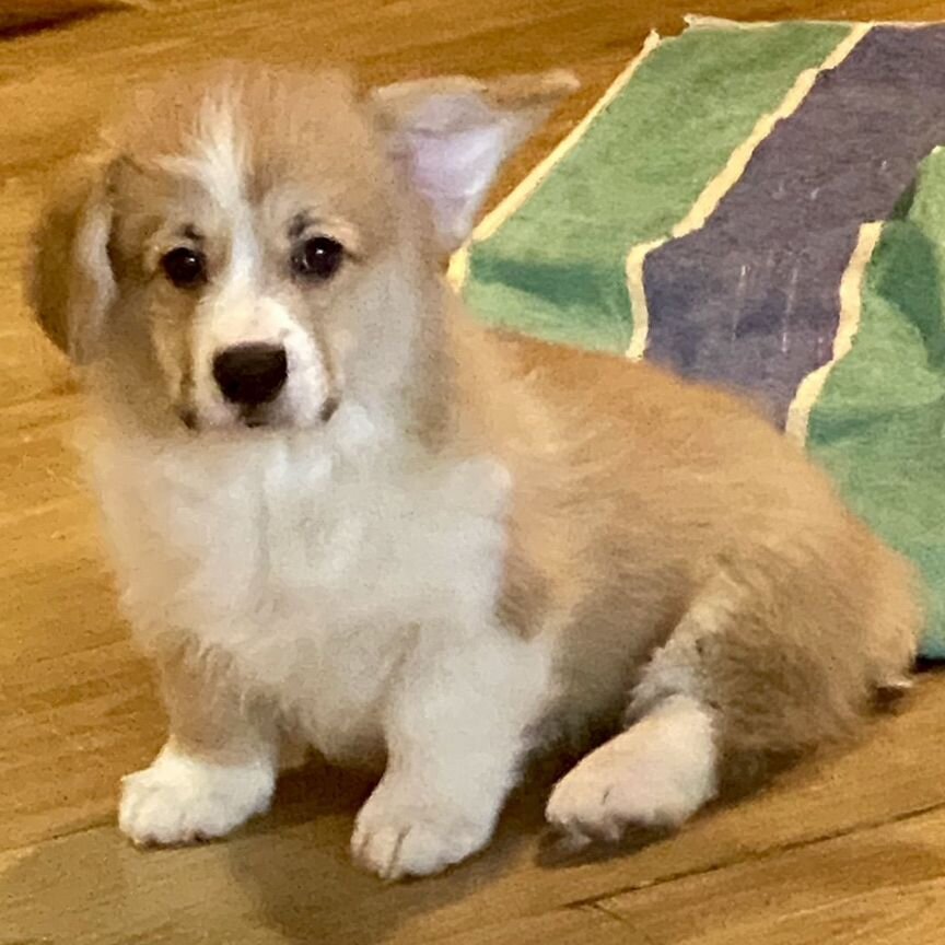 Вельш Корги Пемброк, щенок