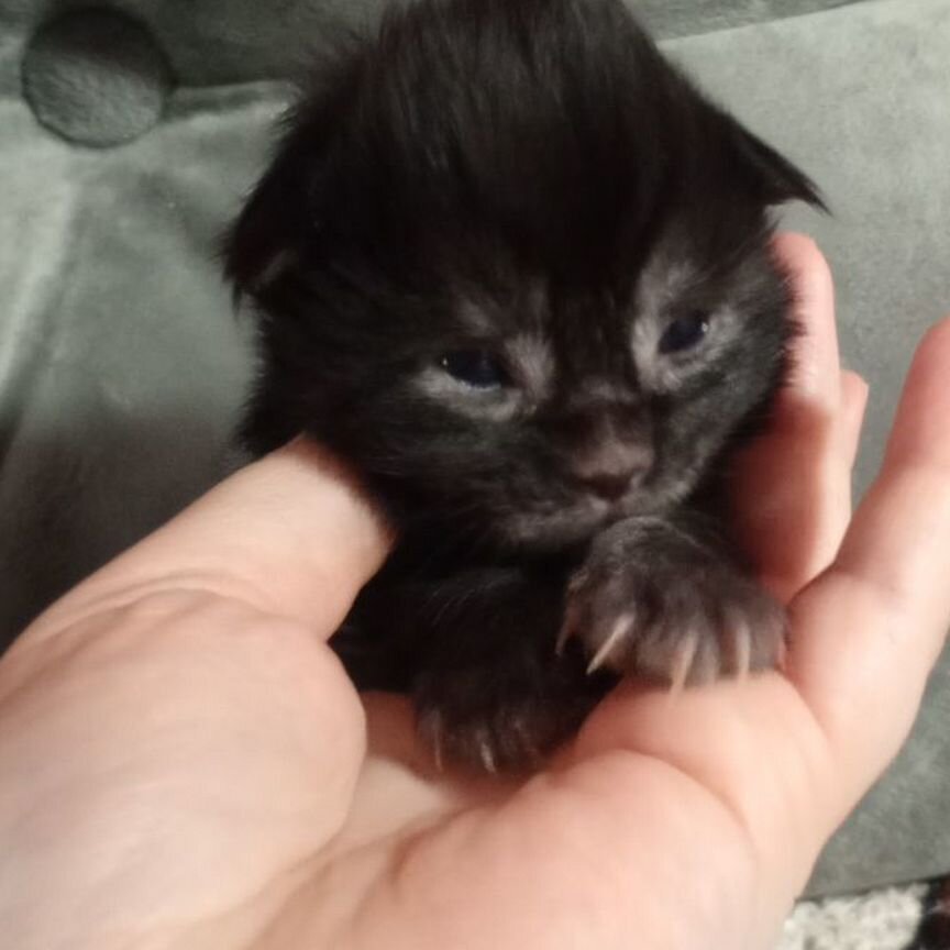 Мейн-кун котёнок