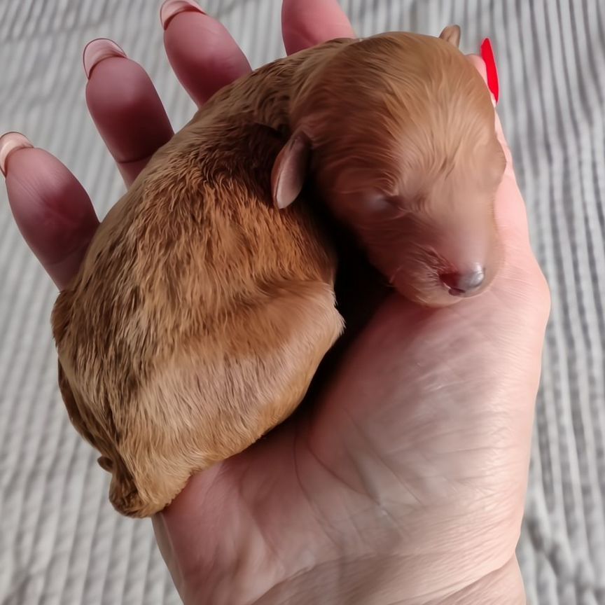 Пудель, щенок