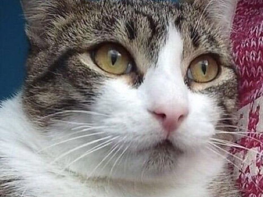Ищет дом классный котик