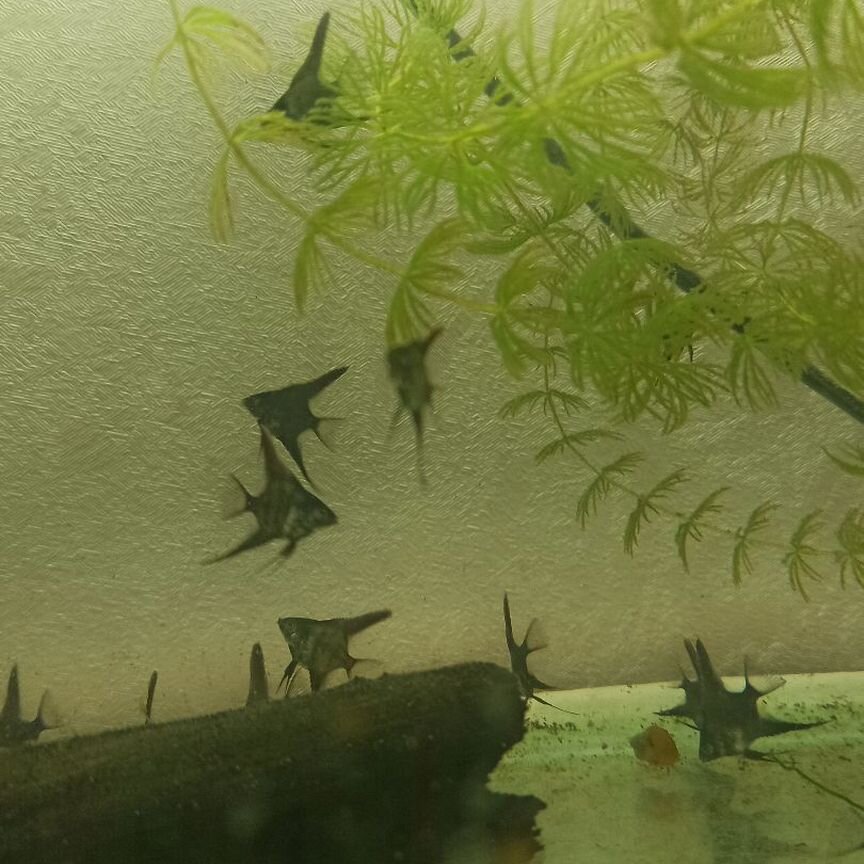 Скалярии подростки. Чёрные