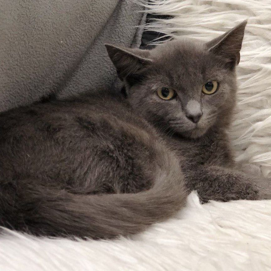 Котенок Пумка