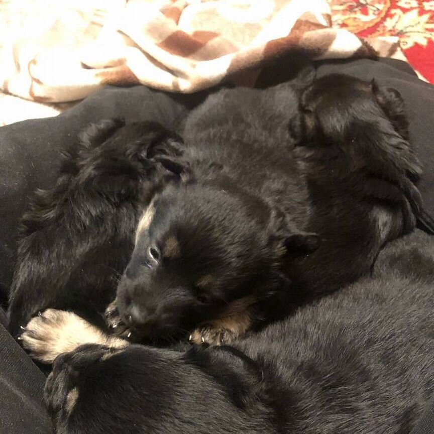 Дворовые щенки