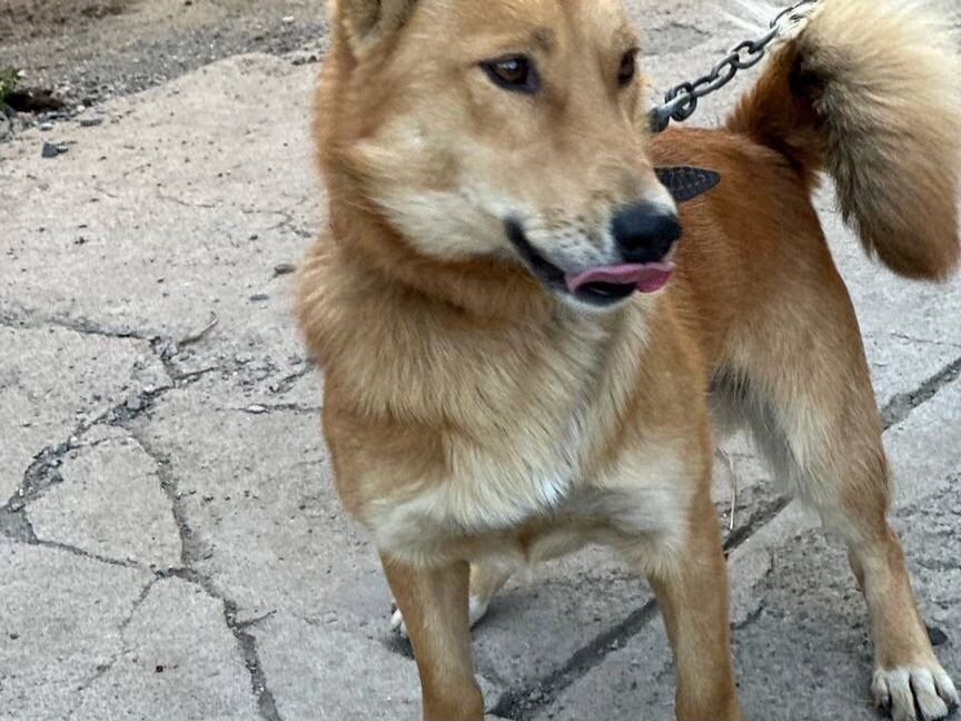 Мелкий пёсик Одуван