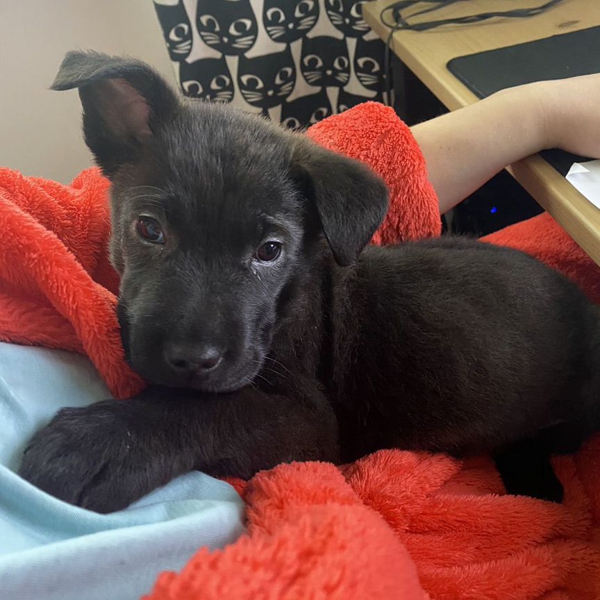 Щенки 2,5 мес