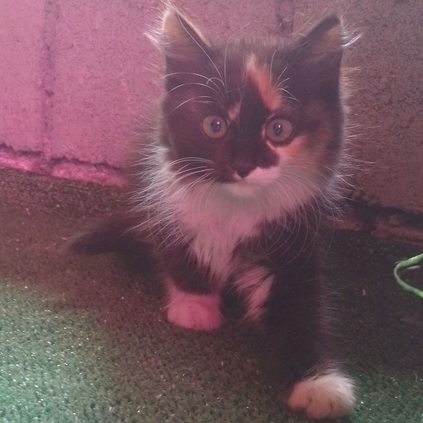 Котята в добрые руки 1 мальчик 1 девочка